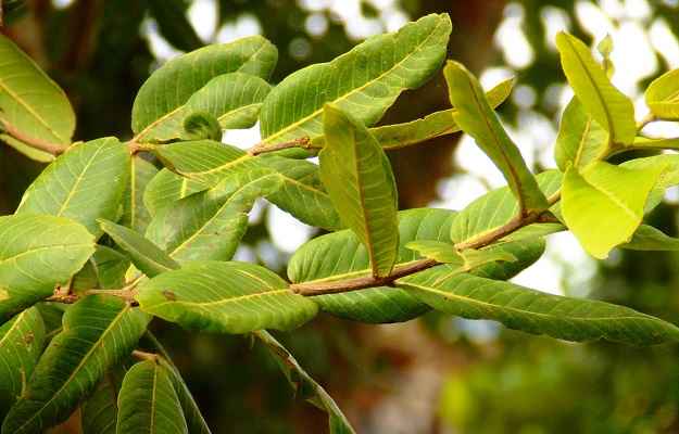क्या है अर्जुन की छाल के फ़ायदे और नुकसान - Arjun ki Chhal ke Fayde in ...