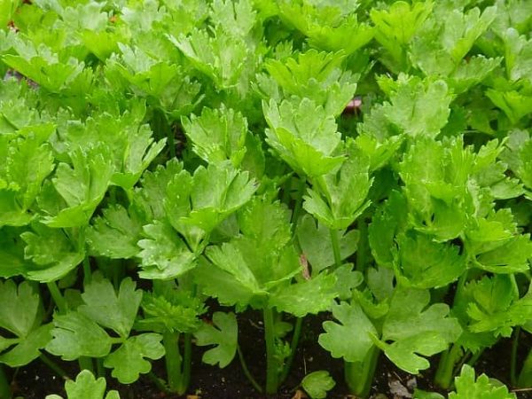 अजमोद के फायदे, गुण और नुकसान - Celery (ajmod) benefits & side effects