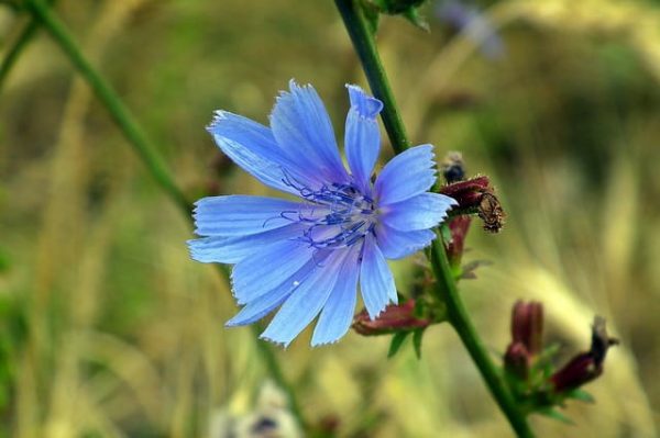 कासनी के फायदे औषधीय गुण और नुकसान - Chicory (kasni) benefits in Hindi