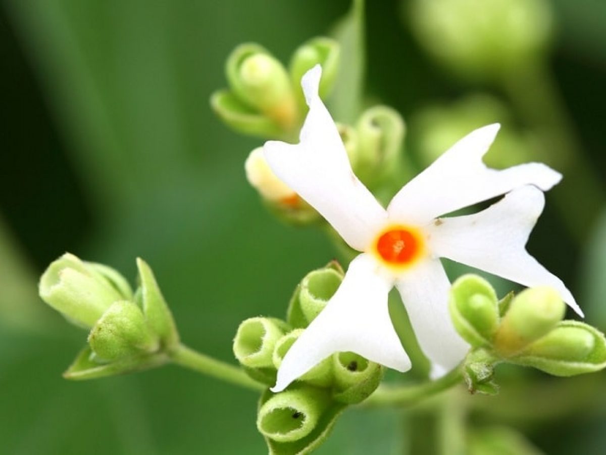 Parijat Flower In Hindi | Best Flower Site