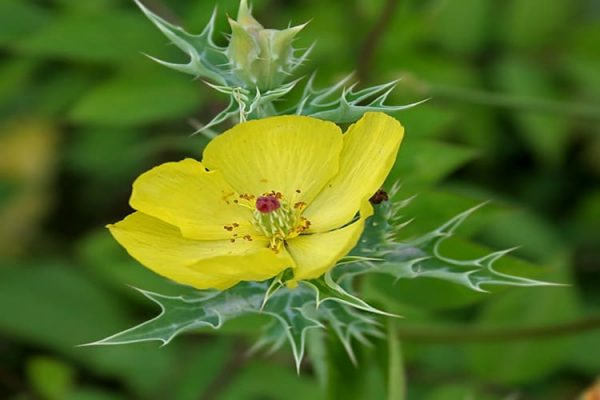 सत्यानाशी के फायदे और नुकसान - prickly poppy (Satyanashi) Benefits in Hindi