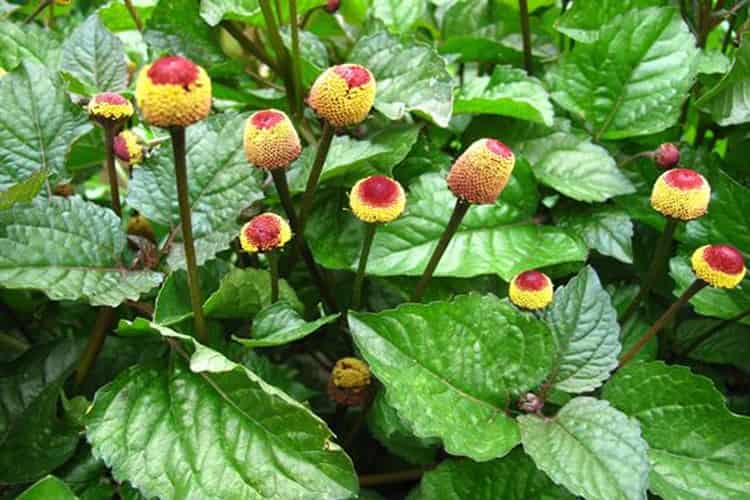 अकरकरा के फायदे और नुकसान - Akarkara (Anacyclus pyrethrum) in Hindi