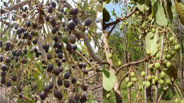 चिरौंजी के फायदे और नुकसान – Chironji (Charoli) Benefits and side ...