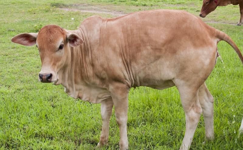 गोमूत्र के फायदे और नुकसान - Gomutra (Cow Urine) Benefits And Side Effects