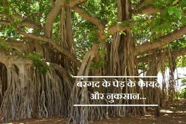 बरगद के पेड़ के फायदे और नुकसान - Bargad ke ped ke fayde aur Nuksan