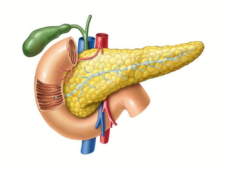 पेनक्रियाज (अग्नाशय) क्या है, कार्य, रोग और ठीक रखने के उपाय - Pancreas ...