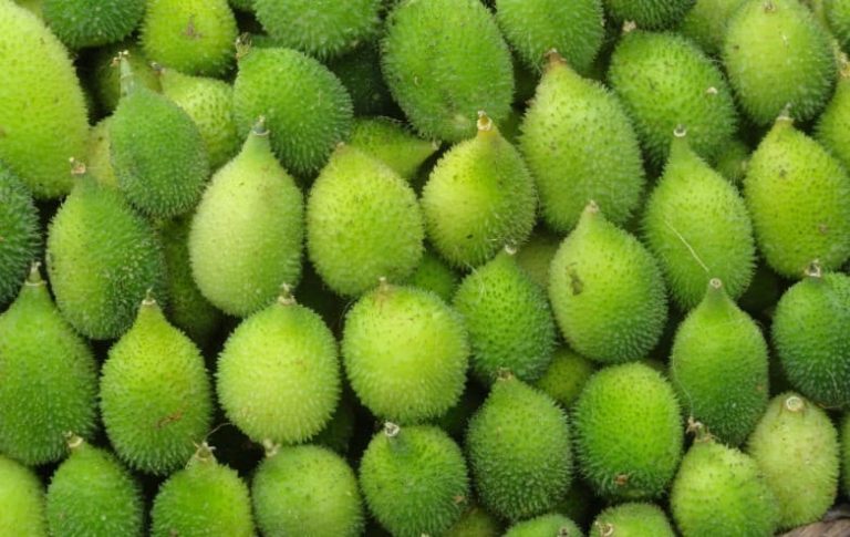 ककोरा के फायदे और नुकसान - Kakora (spiny gourd) ke fayde aur Nuksan in ...