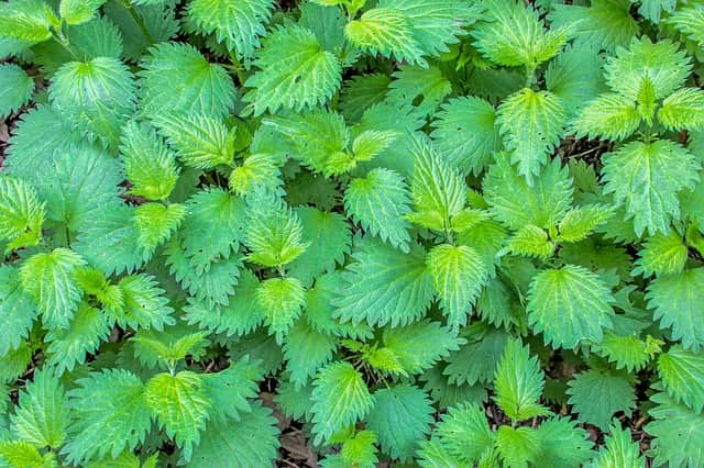 बिच्छू बूटी (नेटल लीफ) के फायदे और नुकसान – Nettle Leaf (Bichu Buti) in ...