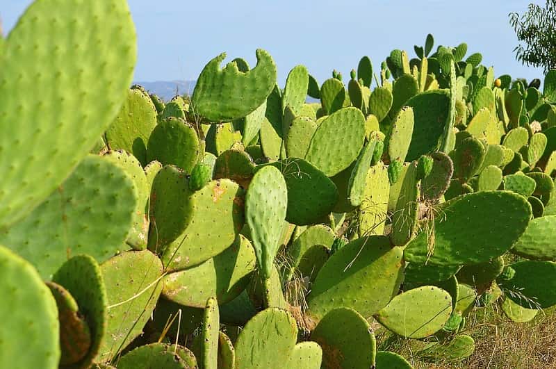 नागफनी के फायदे और नुकसान - Cactus (Nagfani) Benefits and Side Effects ...