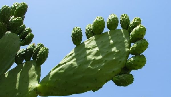 नागफनी के फायदे और नुकसान - Cactus (Nagfani) Benefits and Side Effects ...